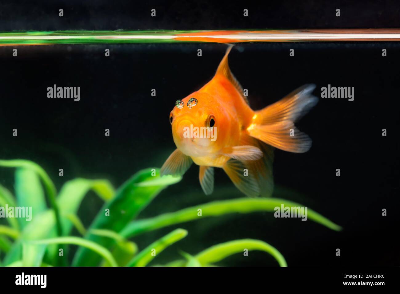 Gold fish or goldfish floating swimming underwater in fresh aquarium ...