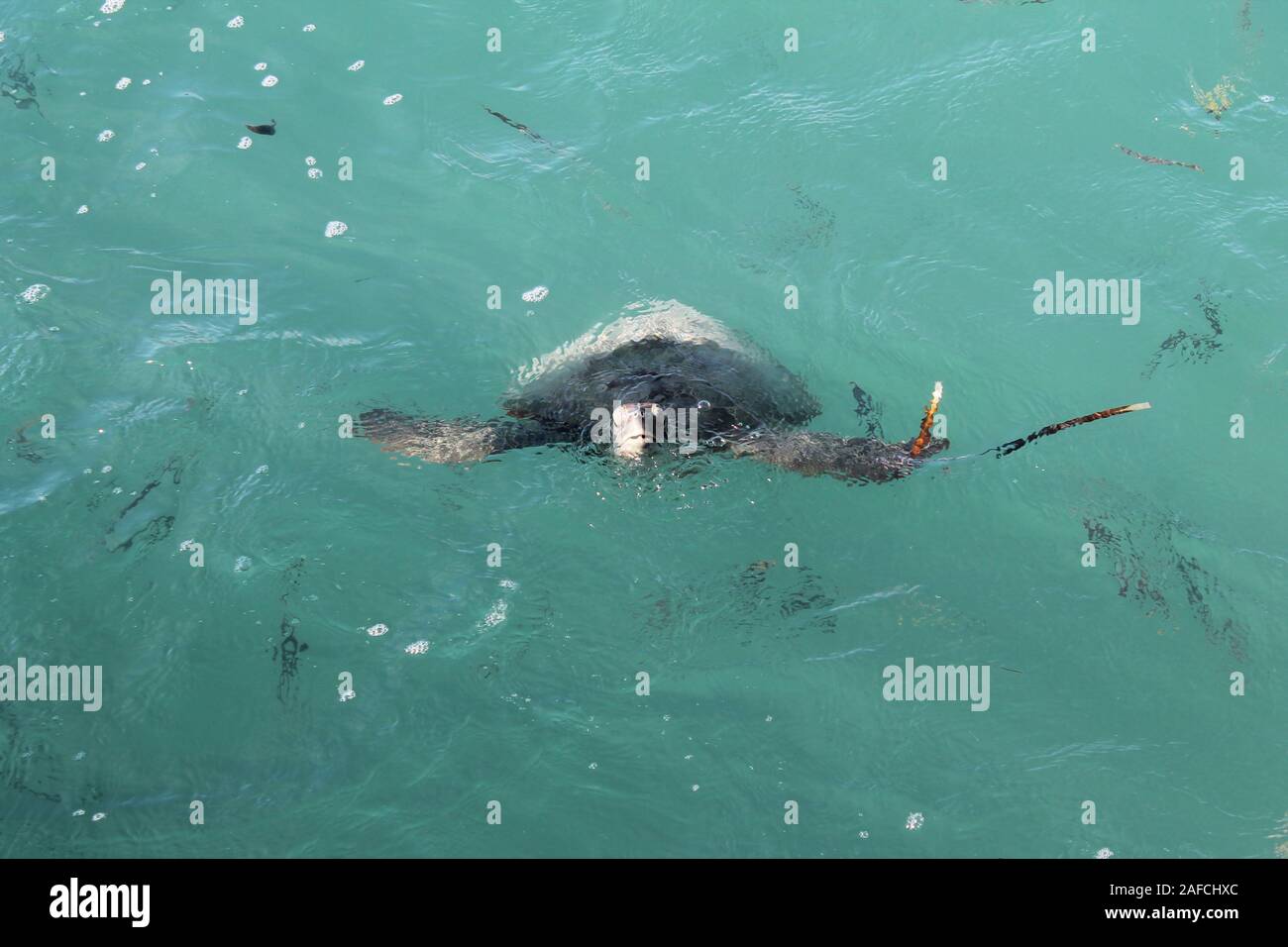 Turtle formation hi-res stock photography and images - Alamy