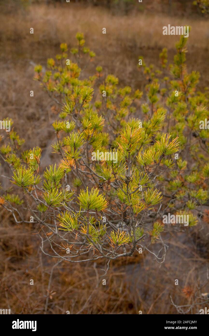 Indiana Dunes state and national park in the fall Stock Photo - Alamy