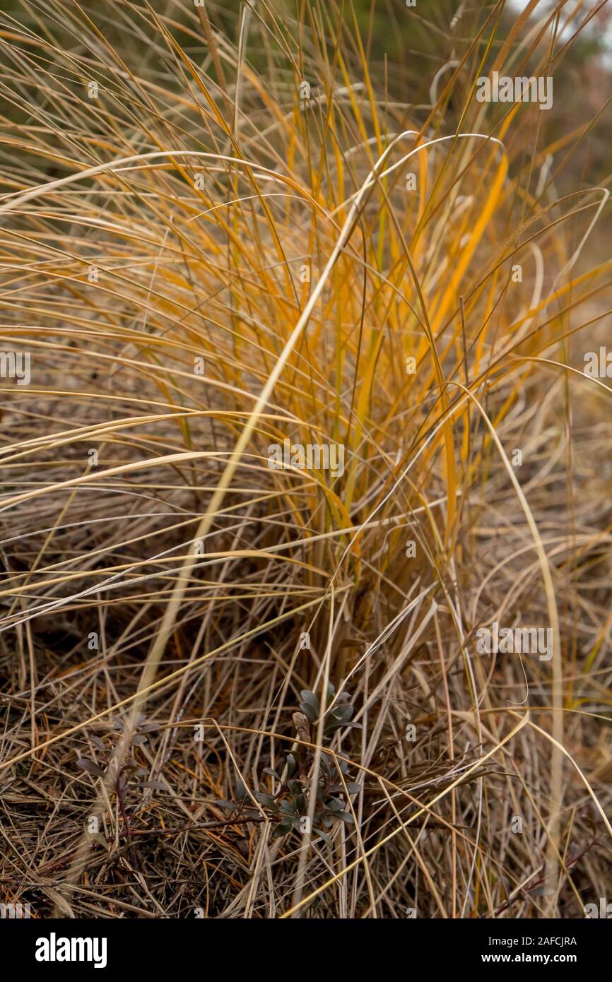 Indiana Dunes state and national park in the fall Stock Photo - Alamy