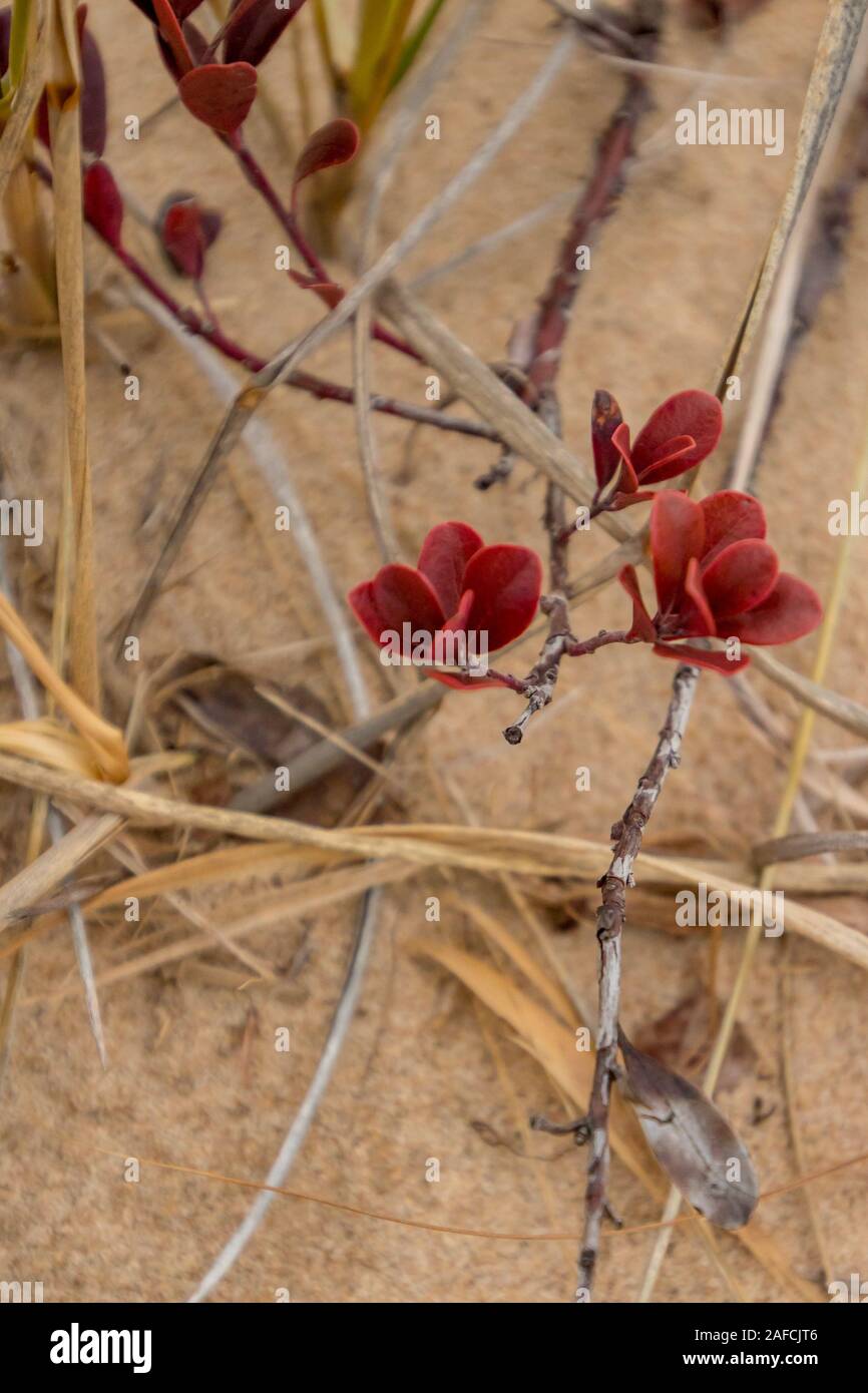 Indiana Dunes state and national park in the fall Stock Photo - Alamy