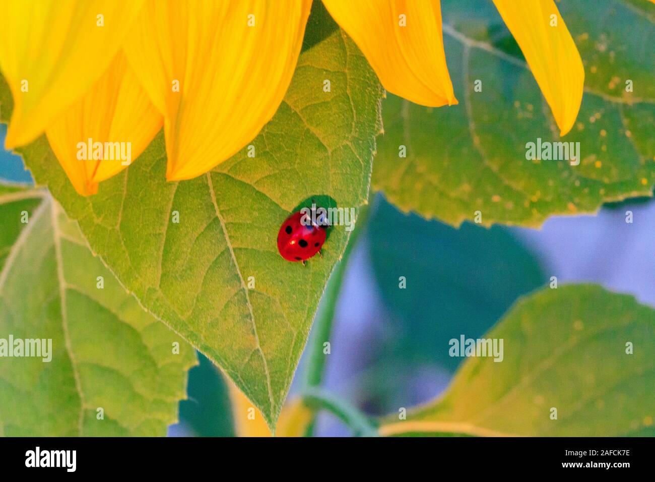 Macro of ladybug on a blade of sunflower n the morning sun Ladybug ...