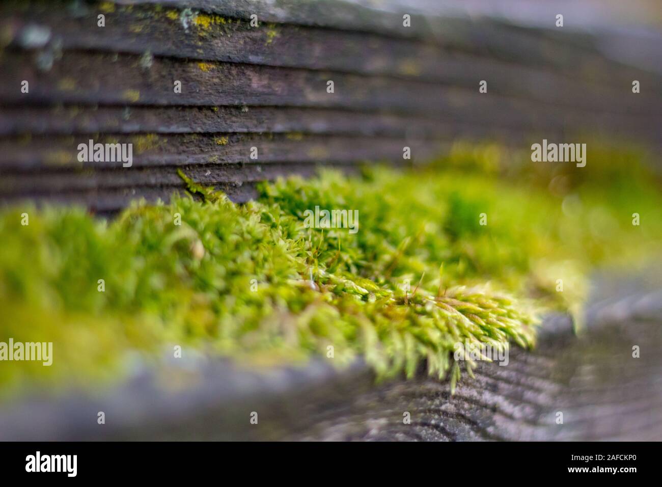 Moss covering old wooden railing Stock Photo - Alamy