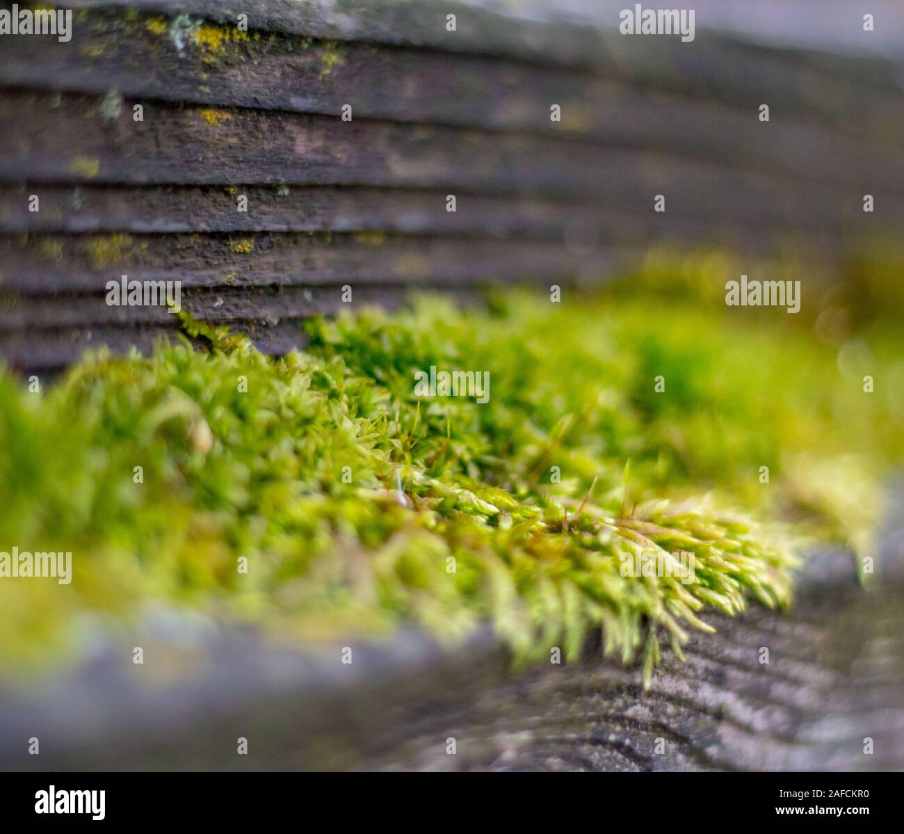 Moss covering old wooden railing Stock Photo - Alamy
