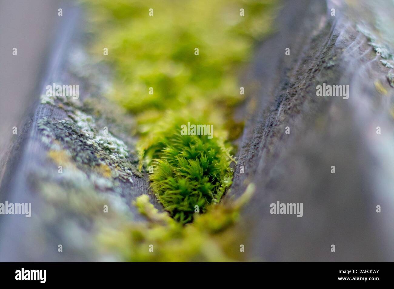 Moss covering old wooden railing Stock Photo - Alamy