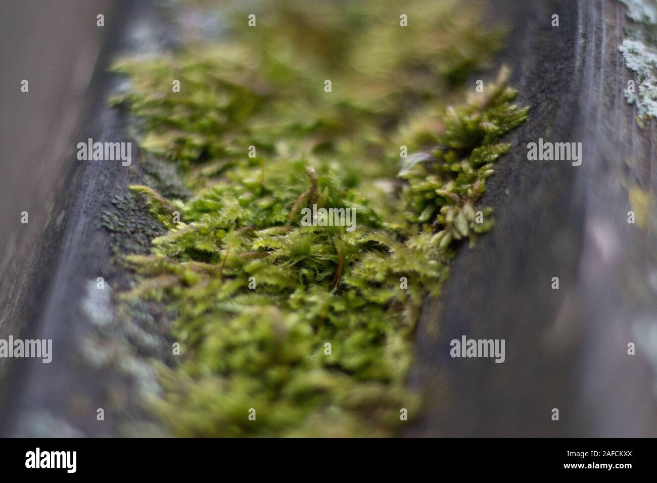 Moss covering old wooden railing Stock Photo - Alamy