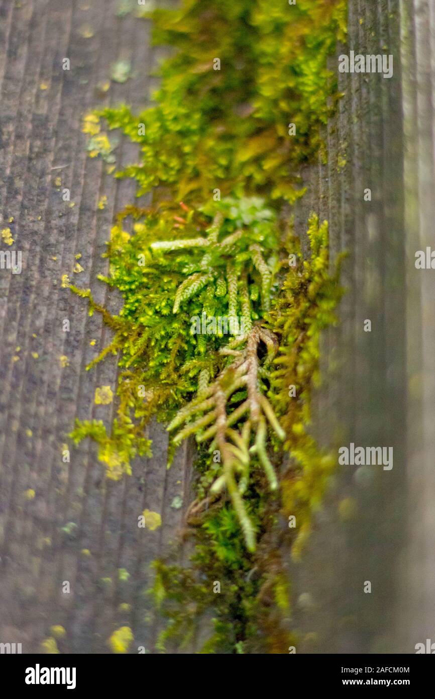 Moss covering old wooden railing Stock Photo - Alamy