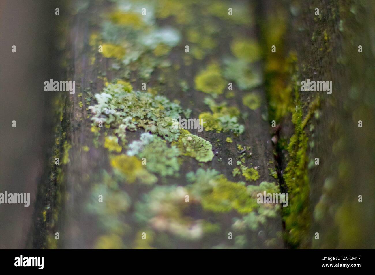 Moss covering old wooden railing Stock Photo - Alamy