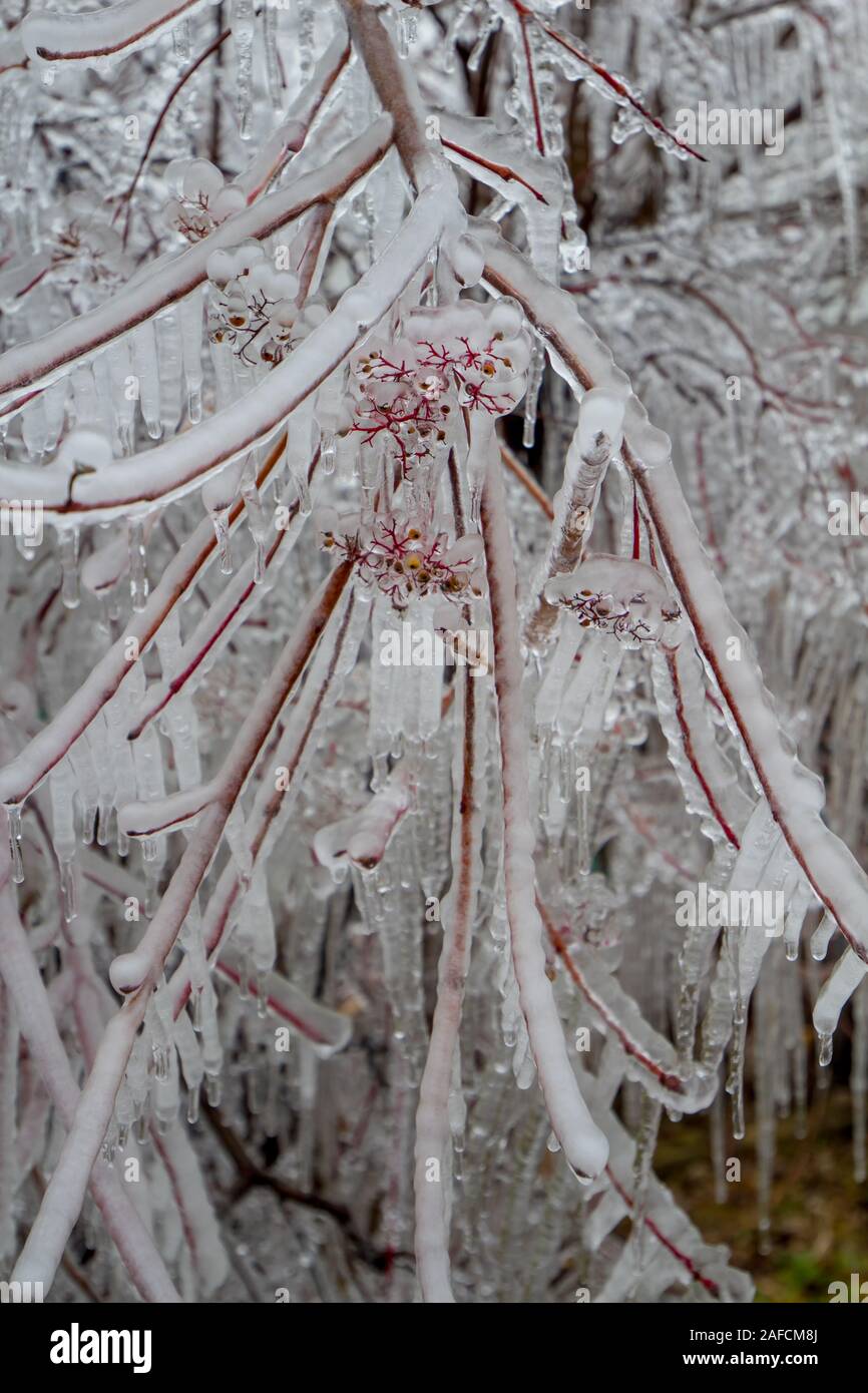 Iced over tree Stock Photo - Alamy