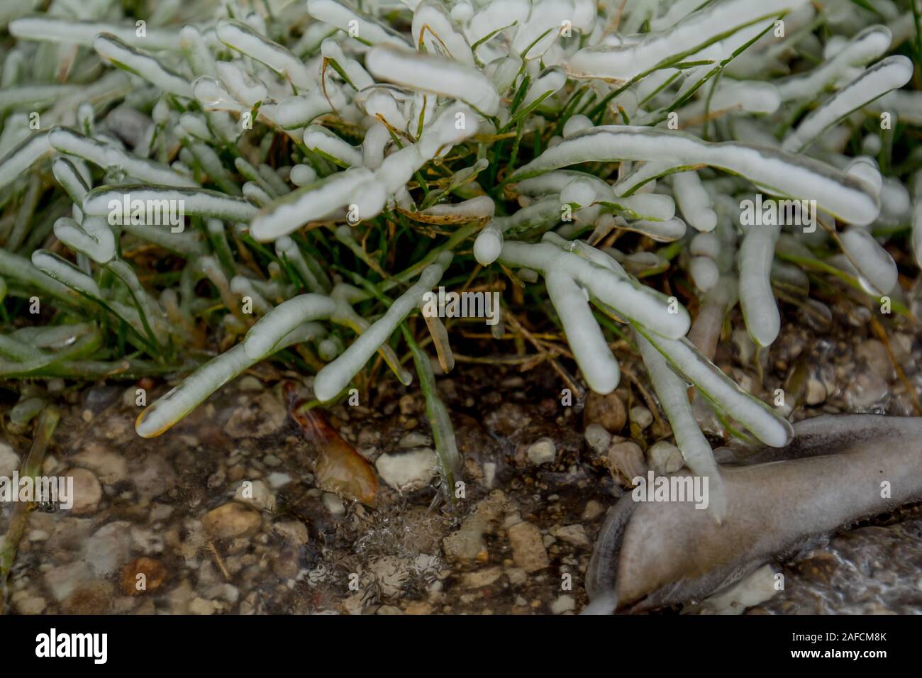 Iced over tree Stock Photo - Alamy