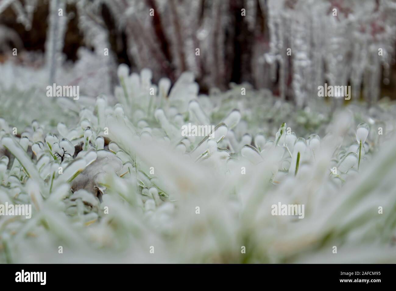 Iced over tree Stock Photo - Alamy