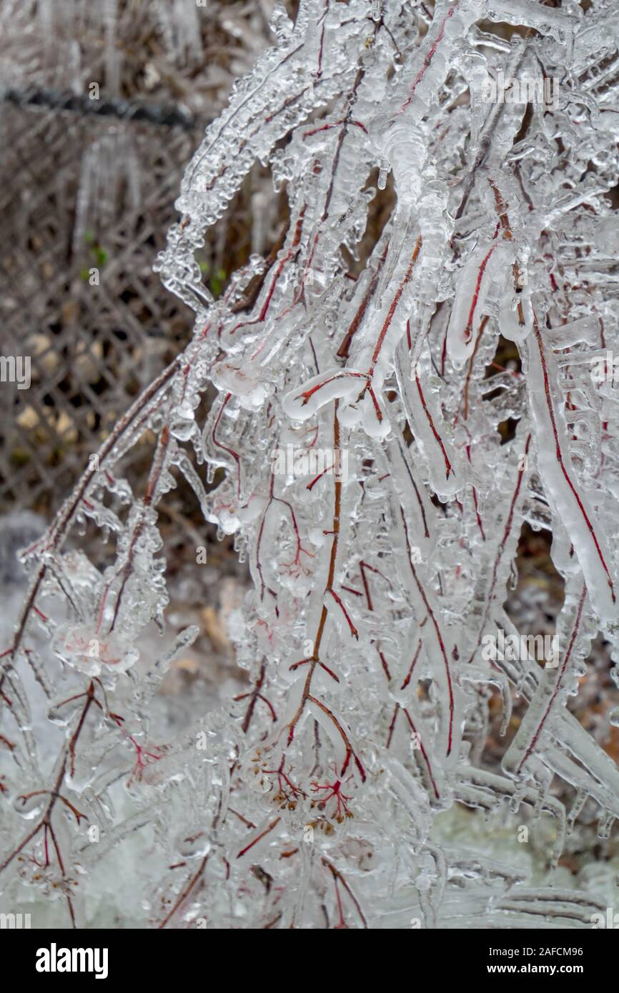 Iced over tree Stock Photo - Alamy