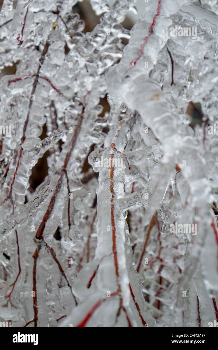 Iced over tree Stock Photo - Alamy