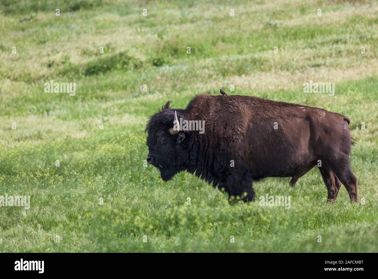 Bison sitting on grass hi-res stock photography and images - Alamy