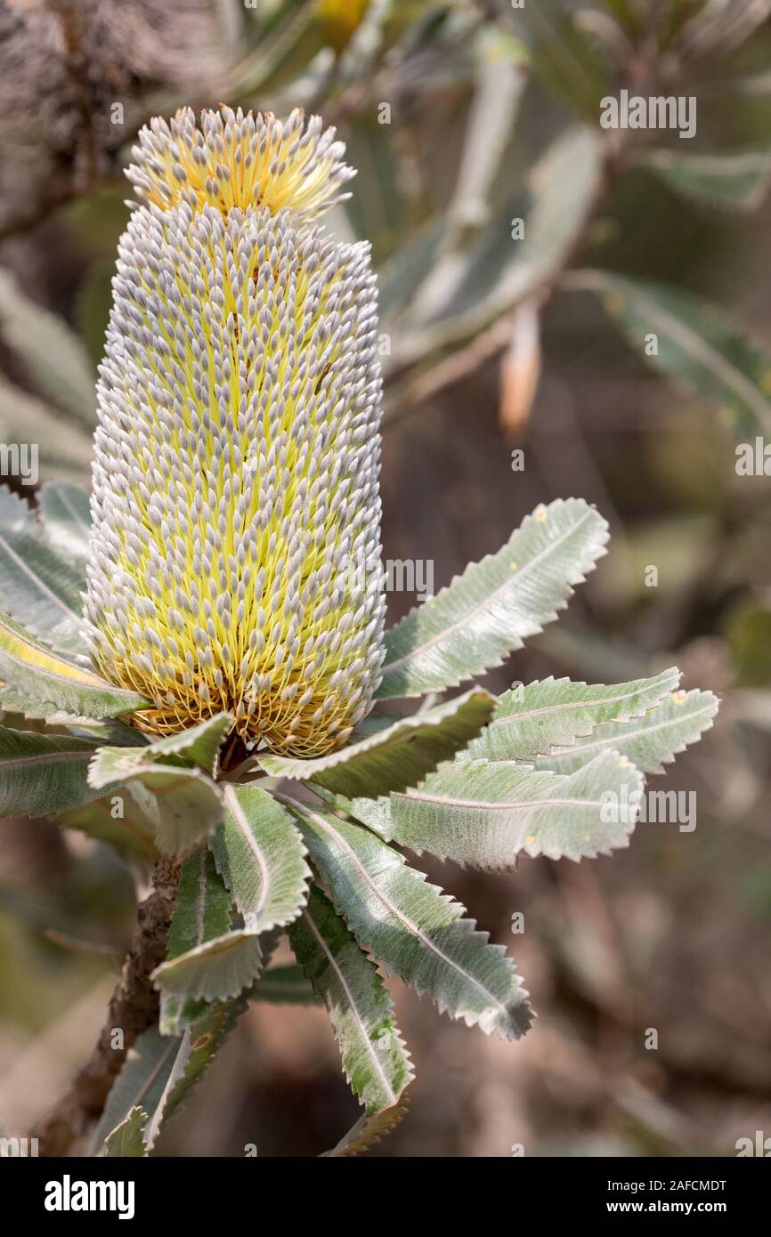 Old man banksia tree hi-res stock photography and images - Alamy