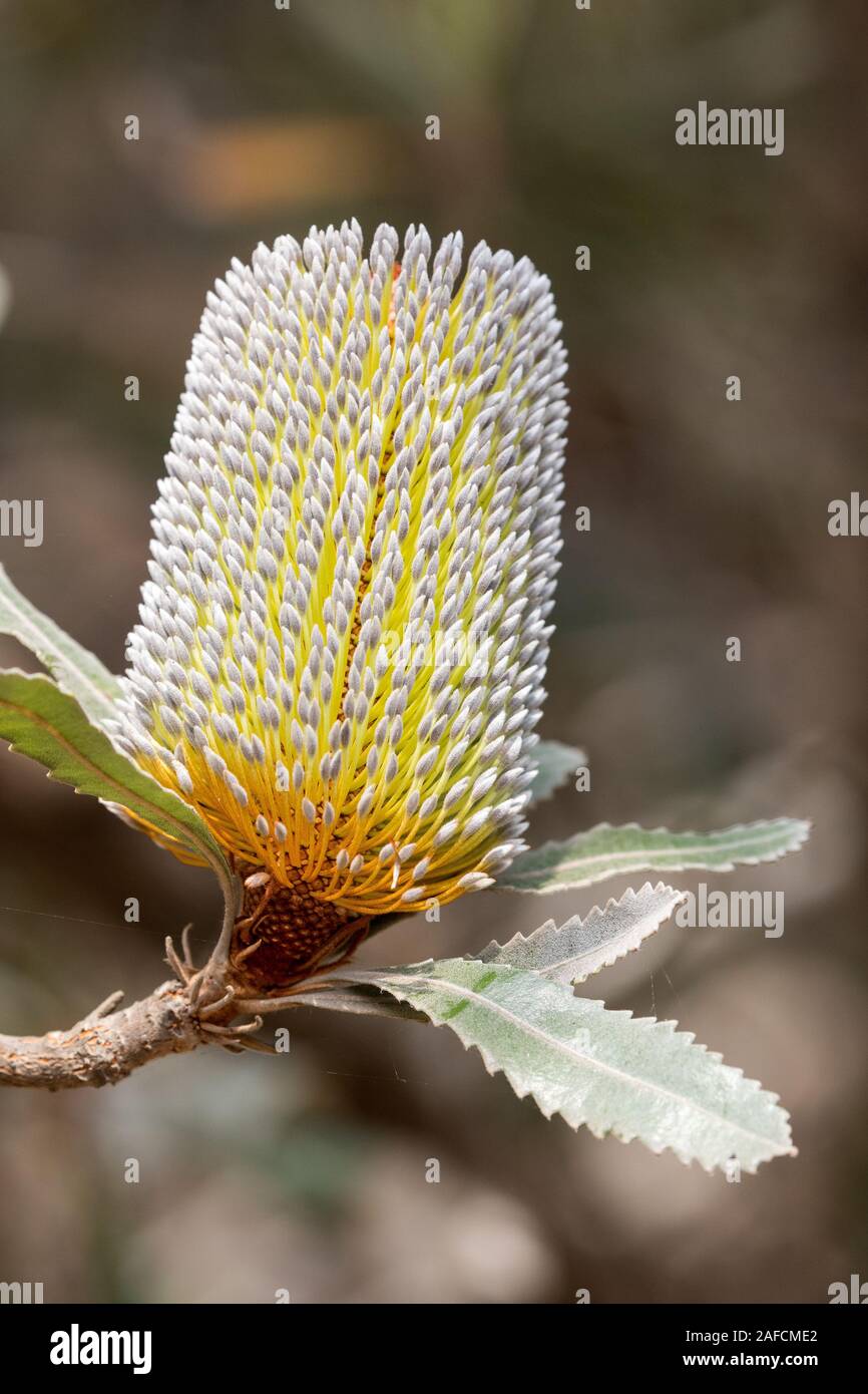 Old man banksia tree hi-res stock photography and images - Alamy