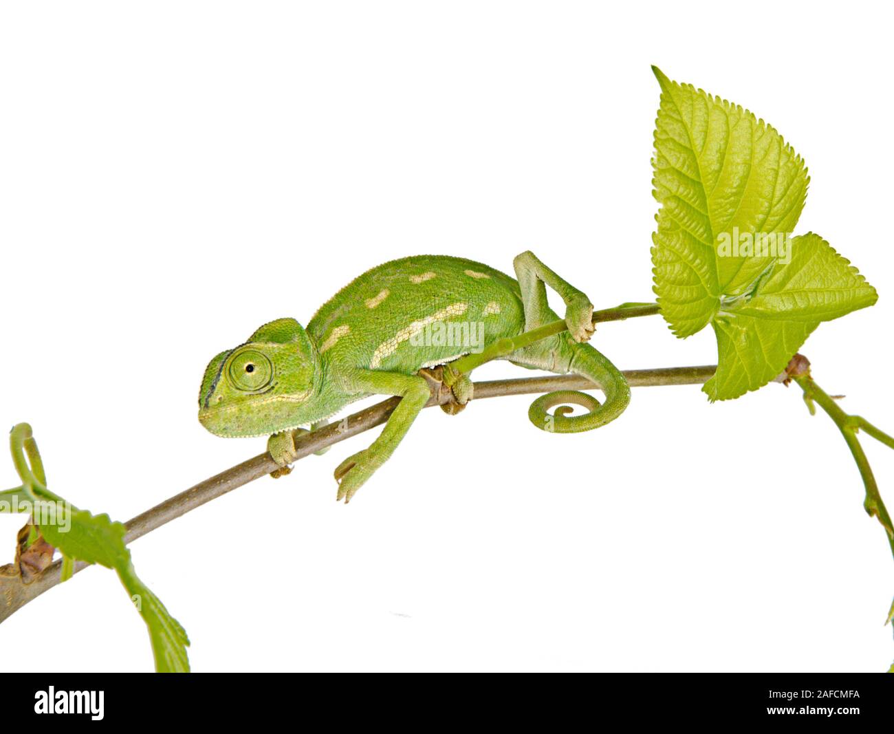 Chameleon on branch Stock Photo - Alamy
