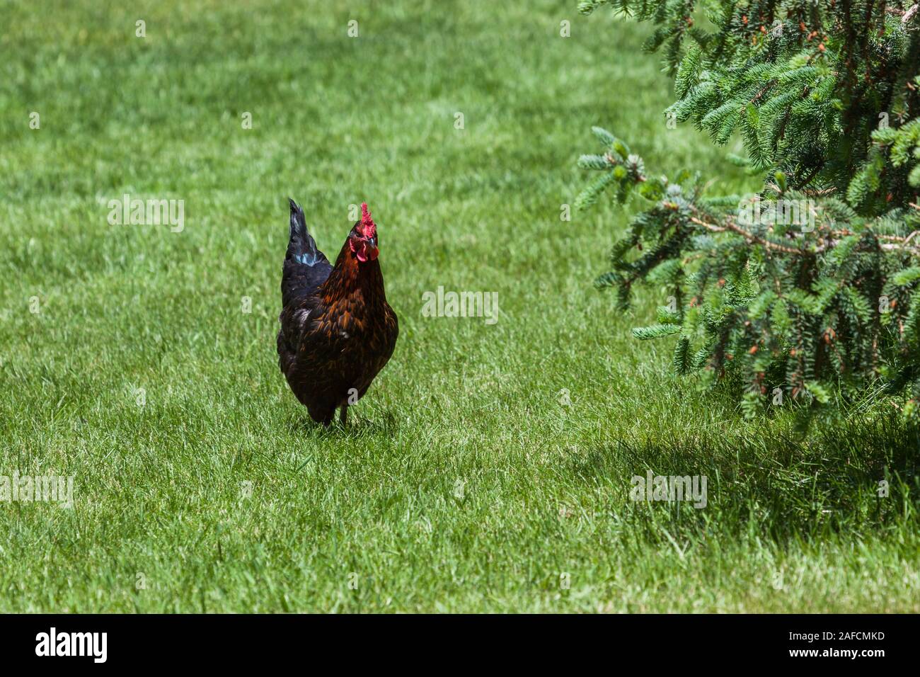 Tree Rooster High Resolution Stock Photography and Images - Alamy