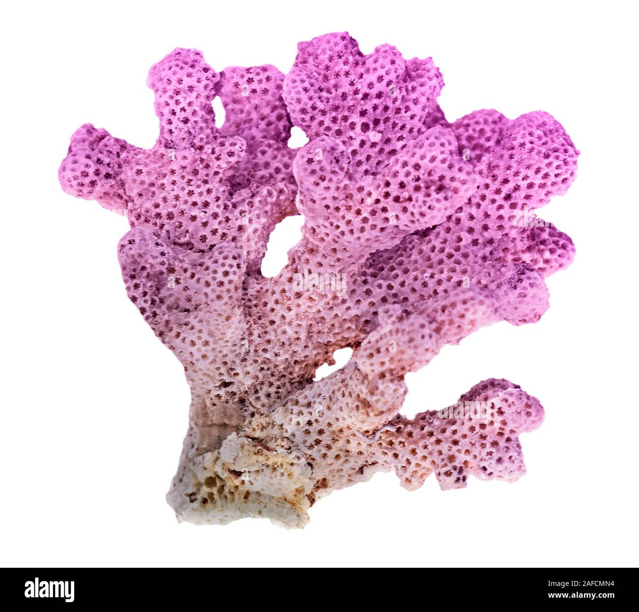 coral isolated on white background Stock Photo - Alamy