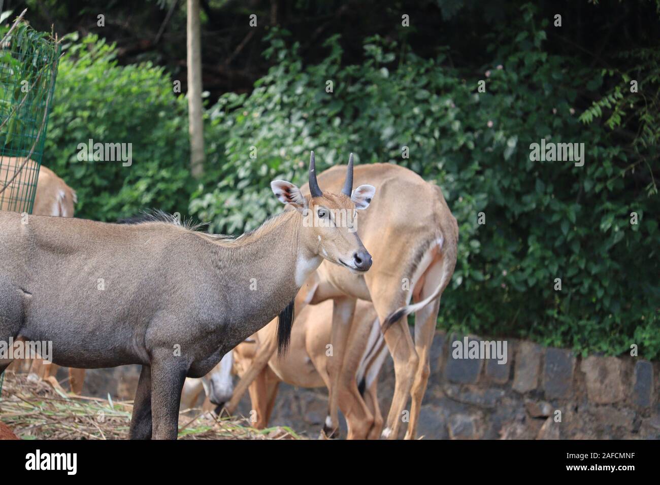 Nilgai antelope animal hi-res stock photography and images - Alamy