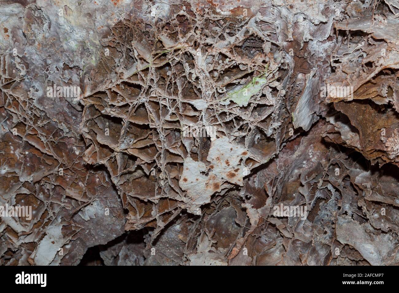 Detailed box work ceiling formations in brown and white at Wind Cave ...