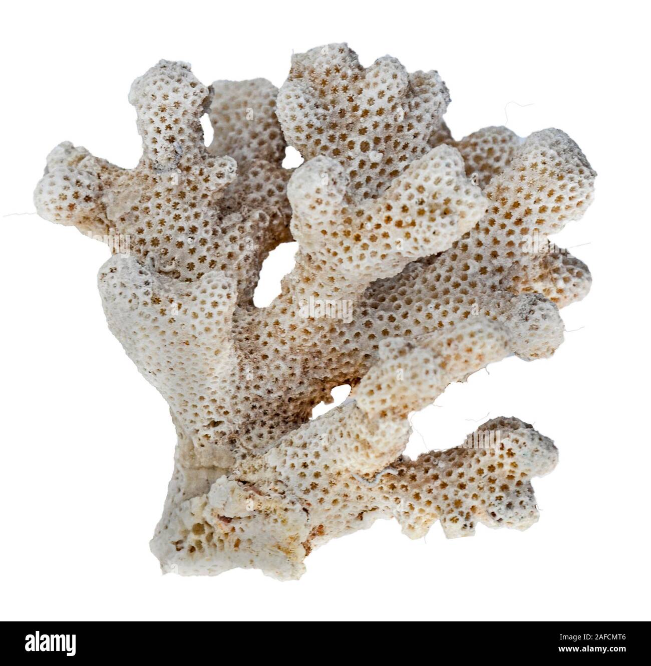 coral isolated on white background Stock Photo - Alamy