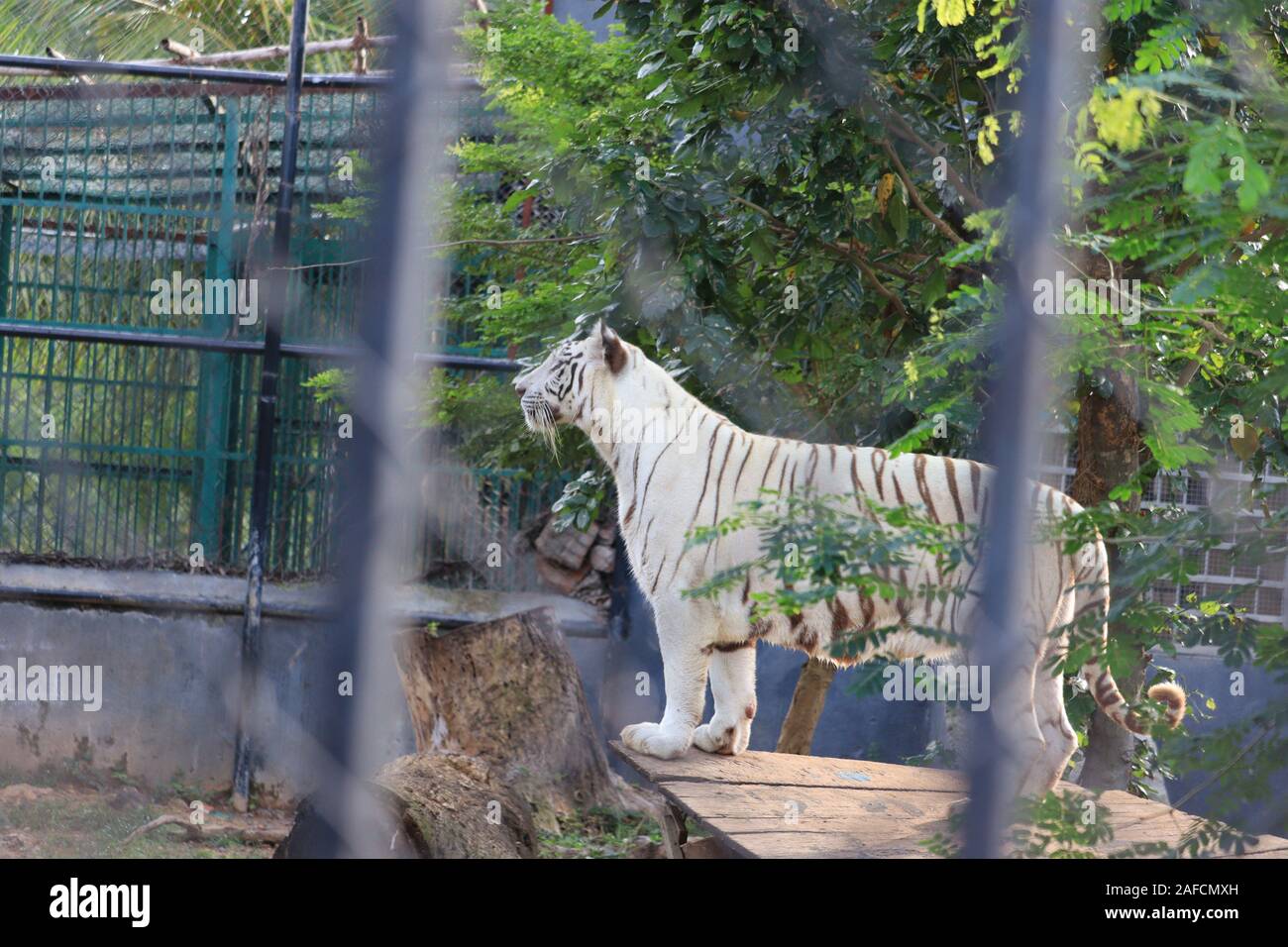 a tiger is climbing the fence to see visitors inside the zoo.white ...