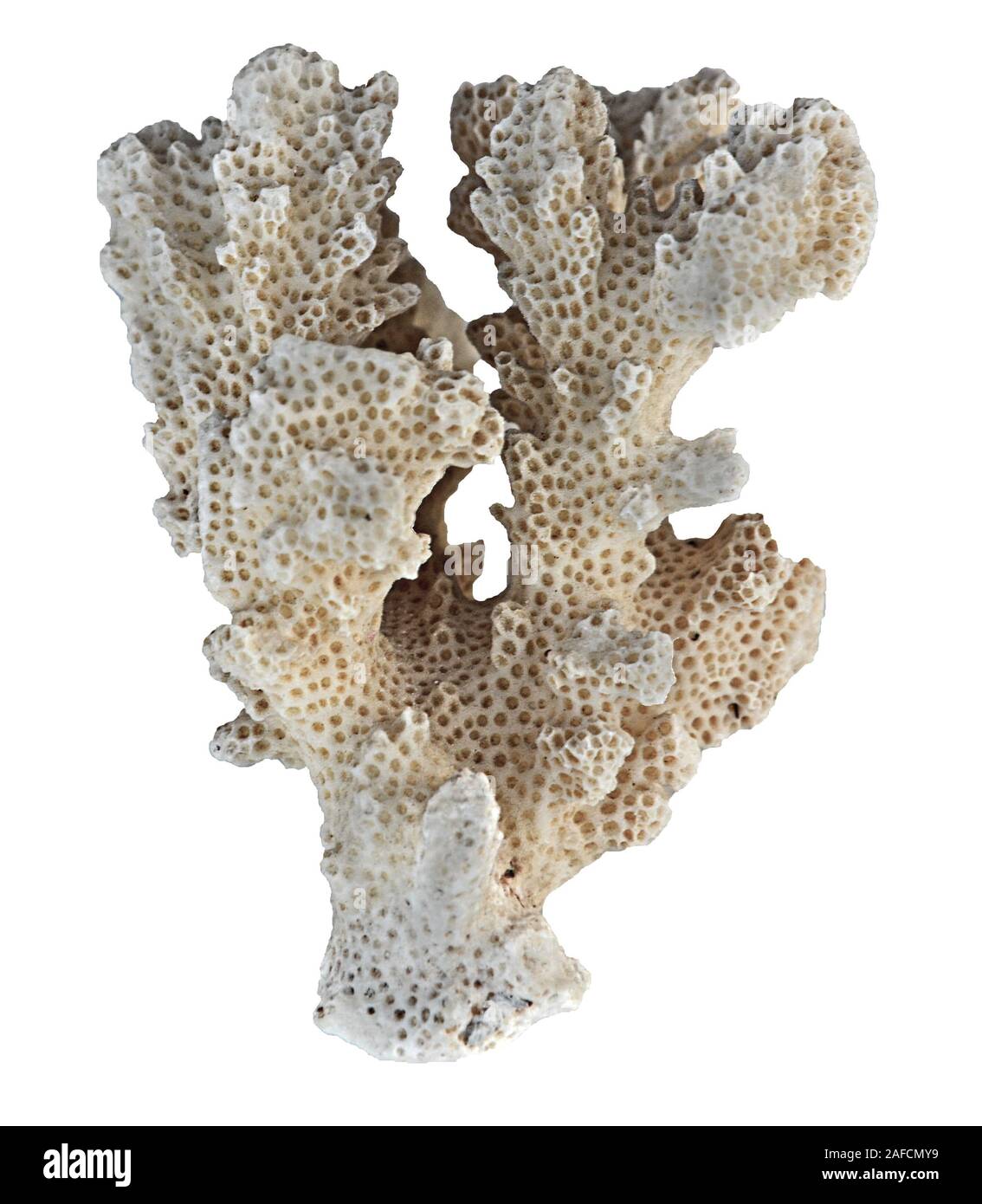 coral isolated on white background Stock Photo - Alamy