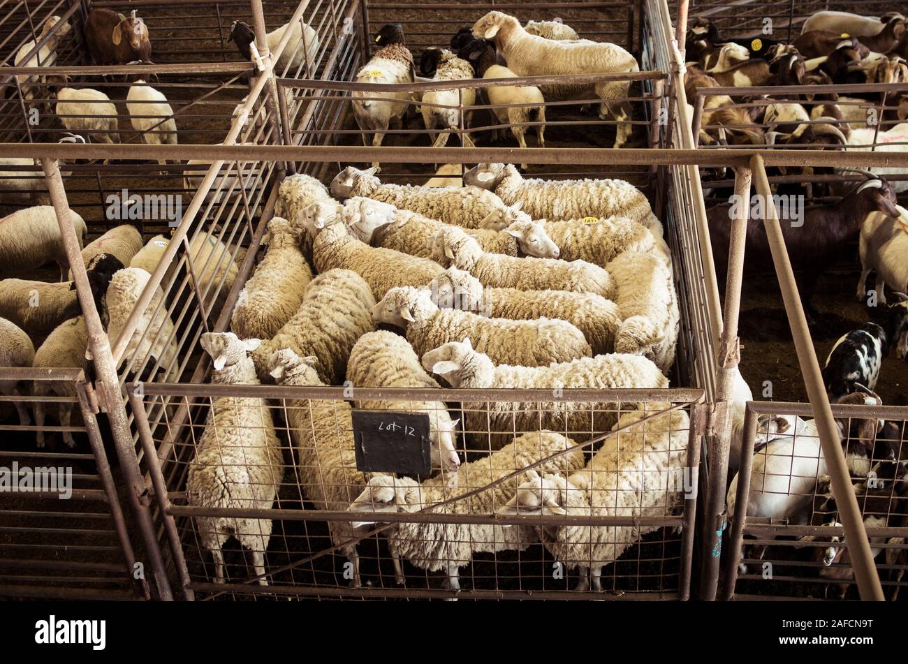 Goat pens hi-res stock photography and images - Alamy