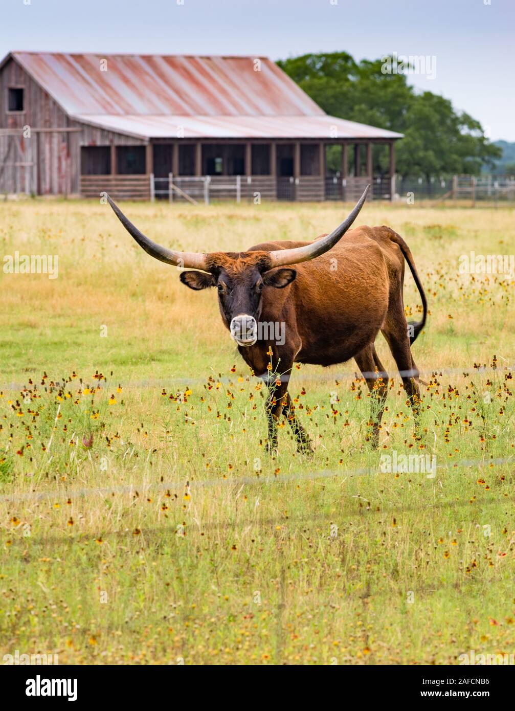 Vertical: Texas Longhorn Steer in wildflower meadow with rustic barn ...