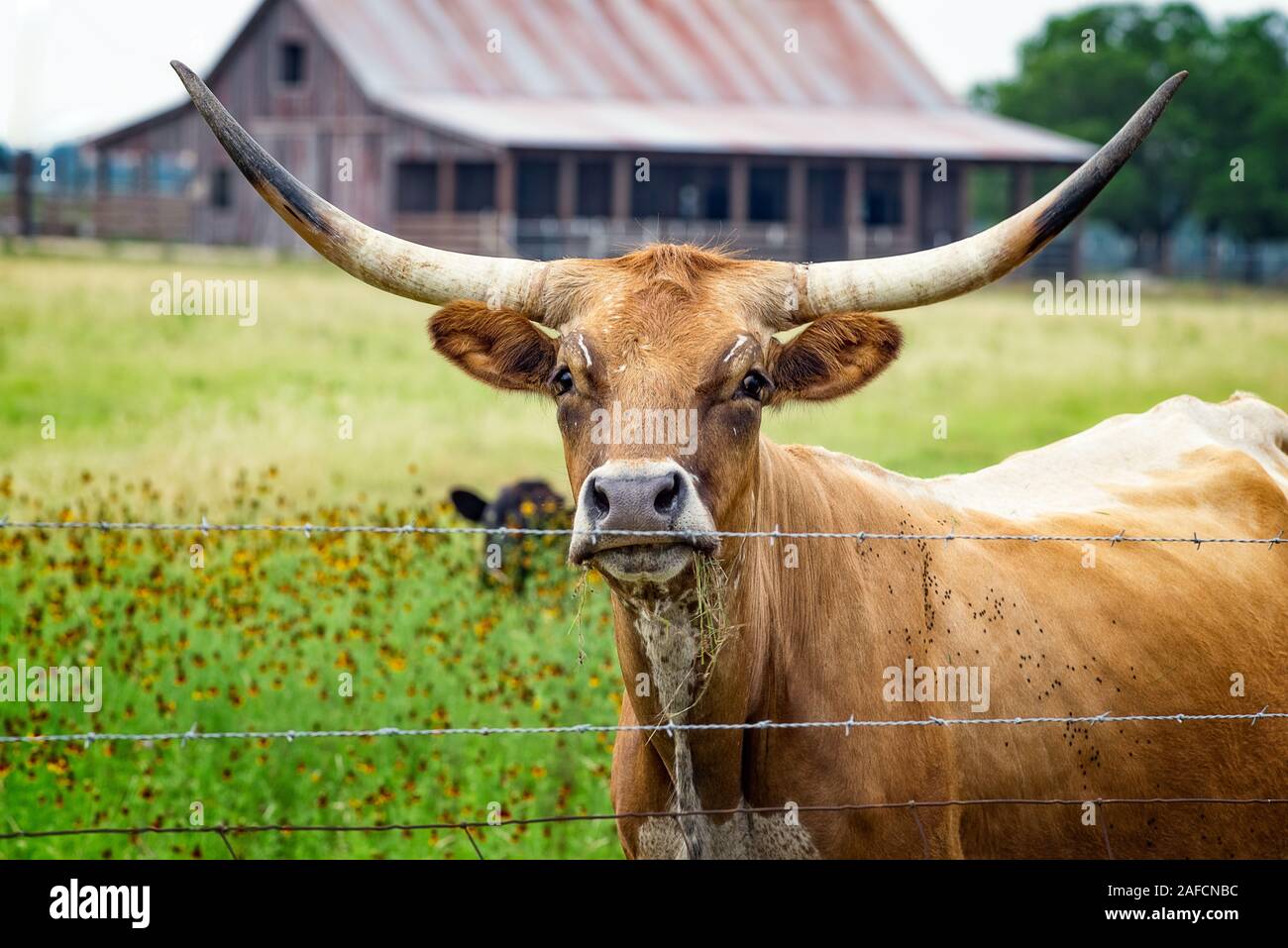 Texas Longhorn Steer in wildflower meadow with rustic barn Stock Photo ...