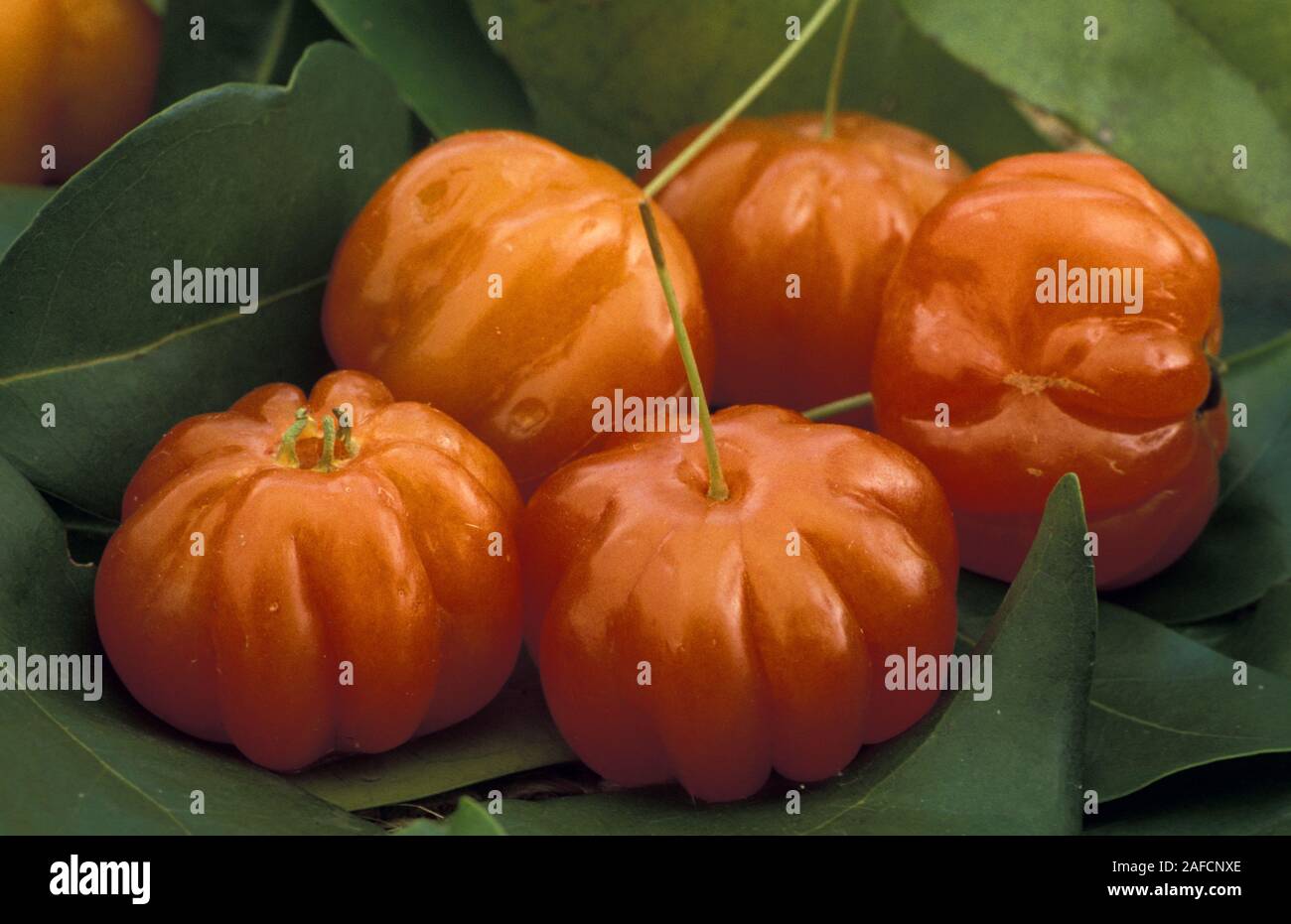 Eugenia tree hi-res stock photography and images - Alamy