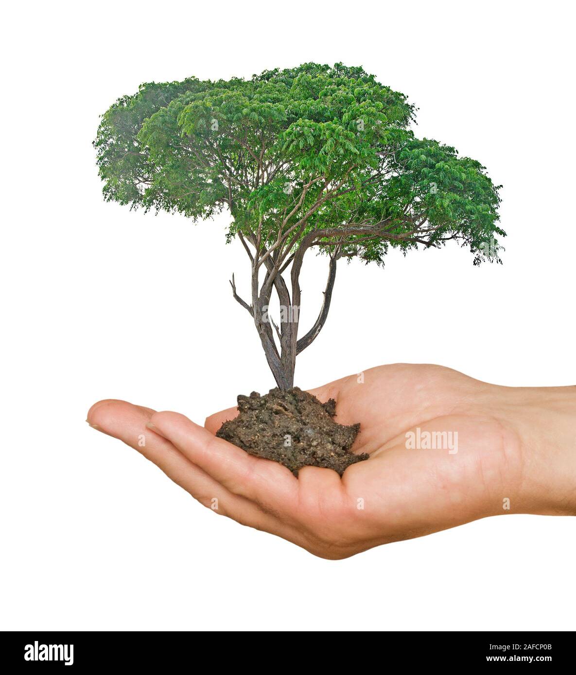 Hands planting tree tree Cut Out Stock Images & Pictures - Alamy