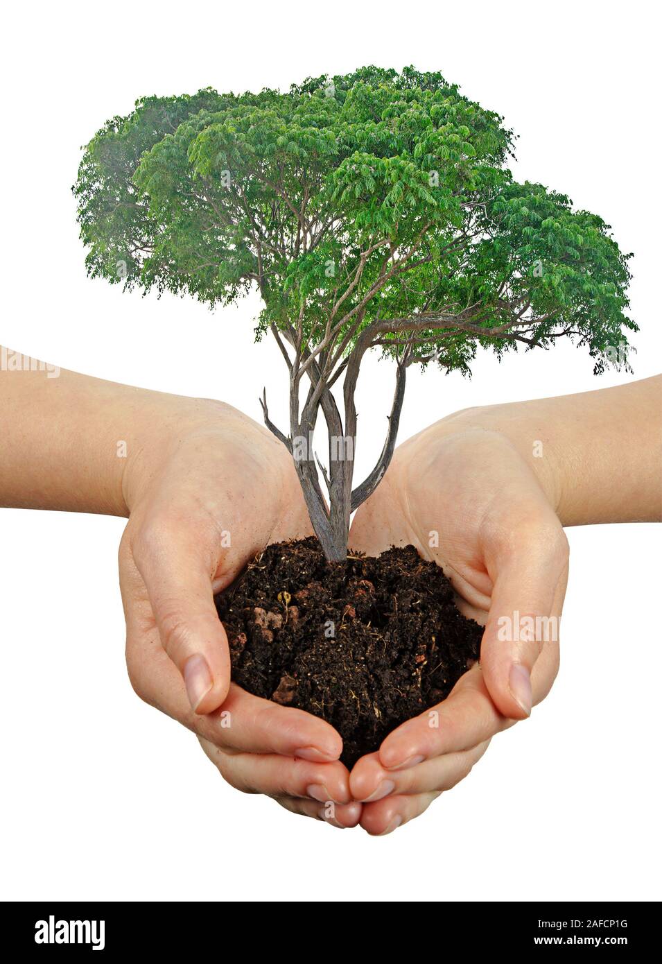 tree in hands Stock Photo - Alamy