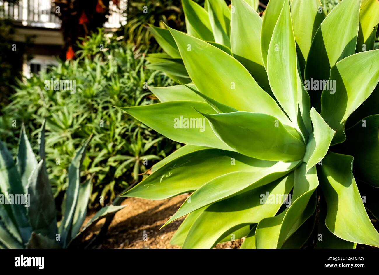 California agave background Stock Photo - Alamy
