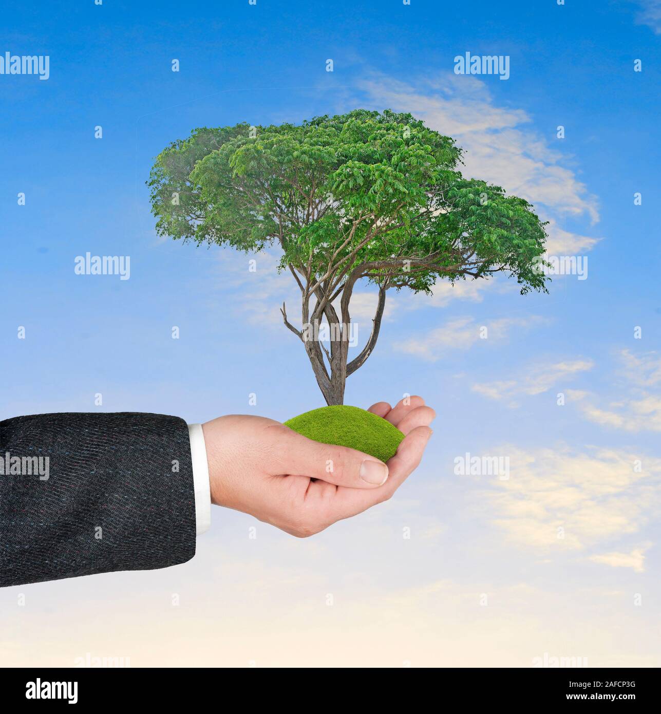 tree in hand Stock Photo - Alamy