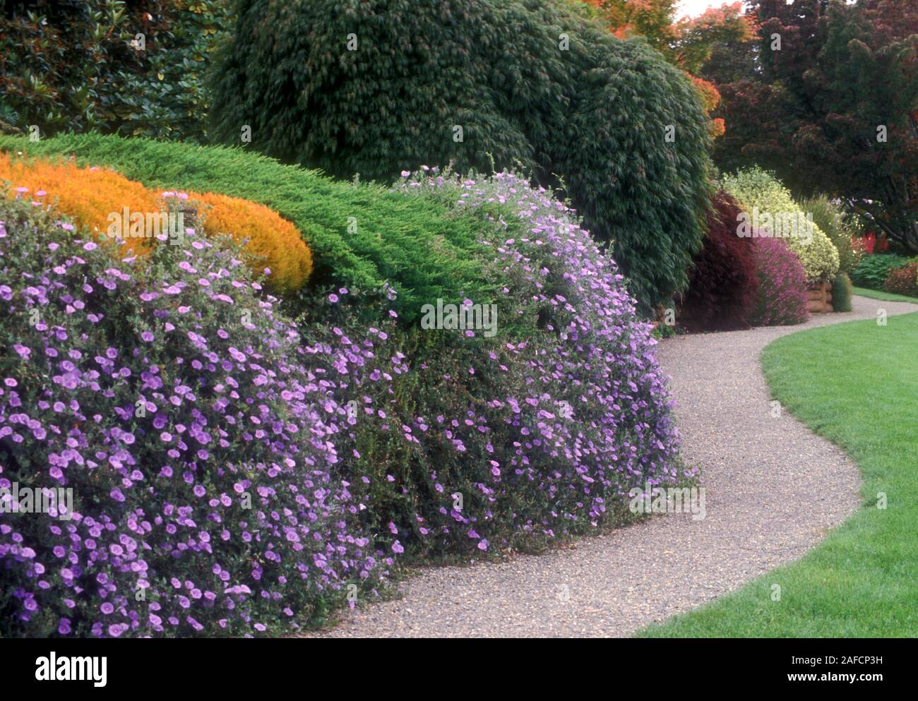 WINDING PATHWAY THROUGH SMALL PARK EDGED WITH CONVOLVULUS AND ASSORTED ...