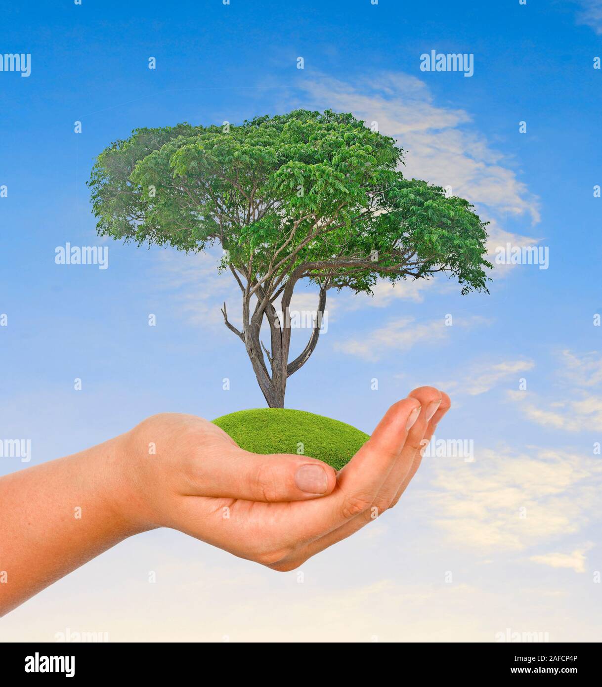 Tree in hand Stock Photo - Alamy