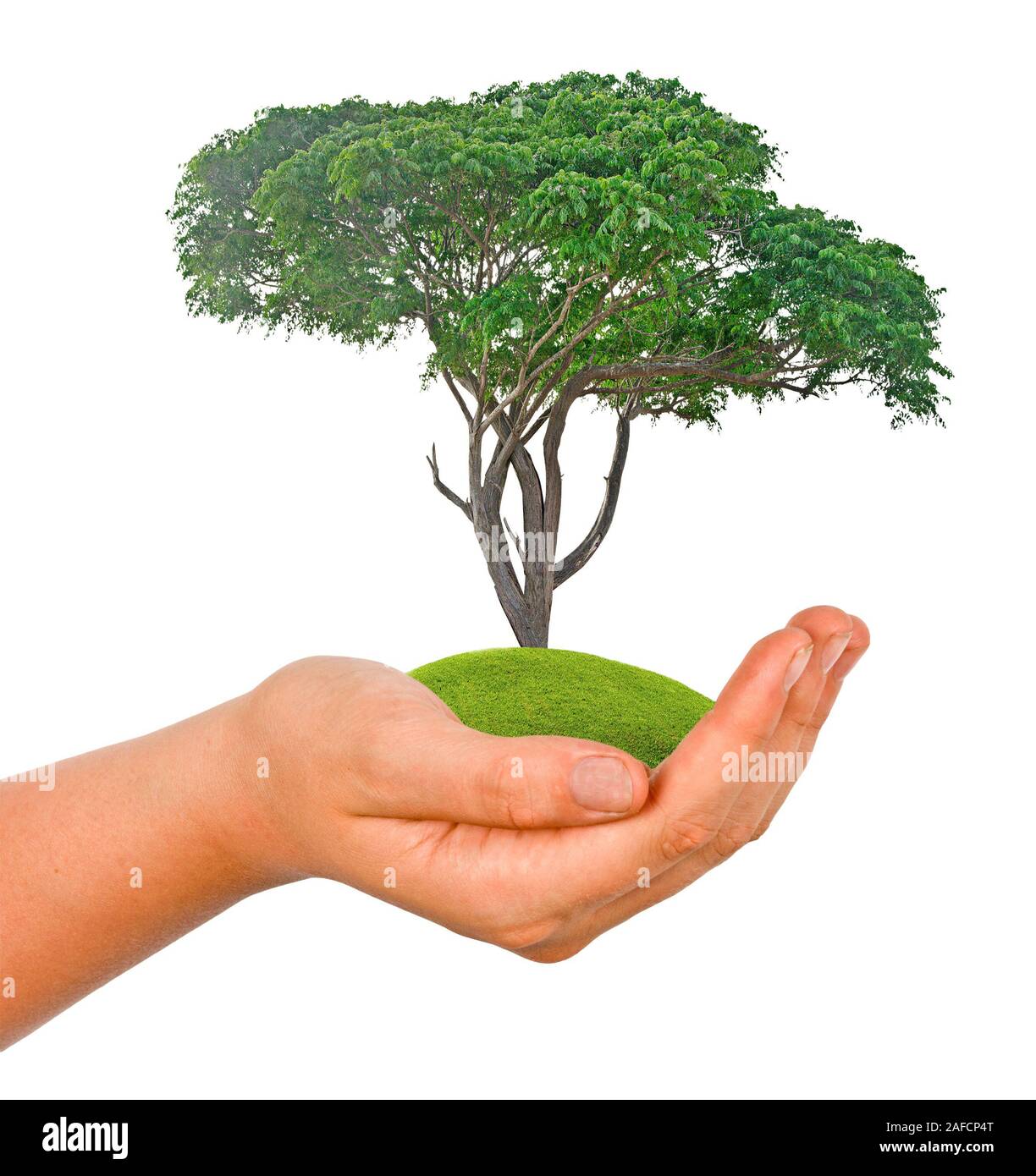 tree in hand Stock Photo - Alamy
