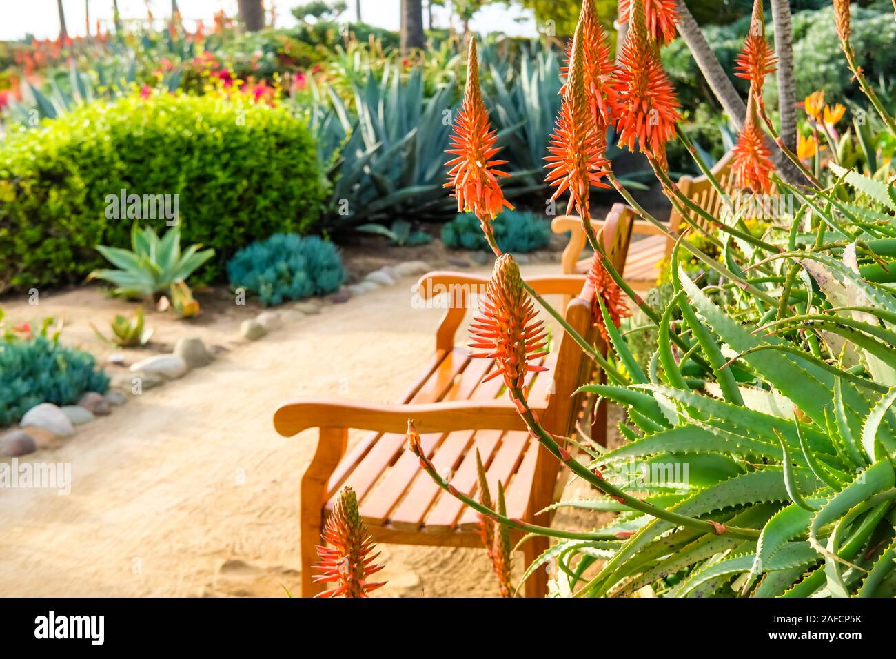 Aloe flowers and bench Stock Photo - Alamy