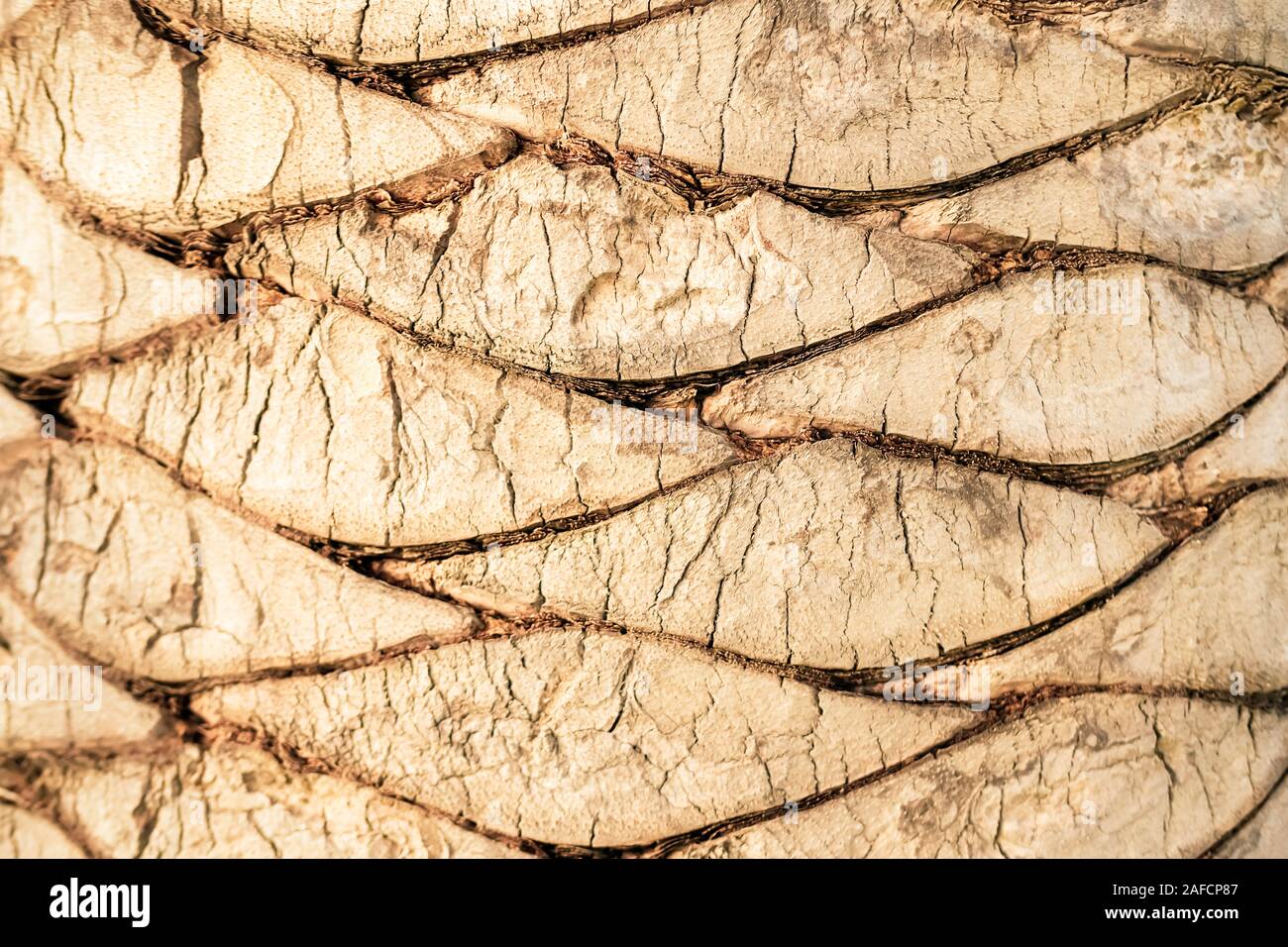 Palm tree texture Stock Photo - Alamy