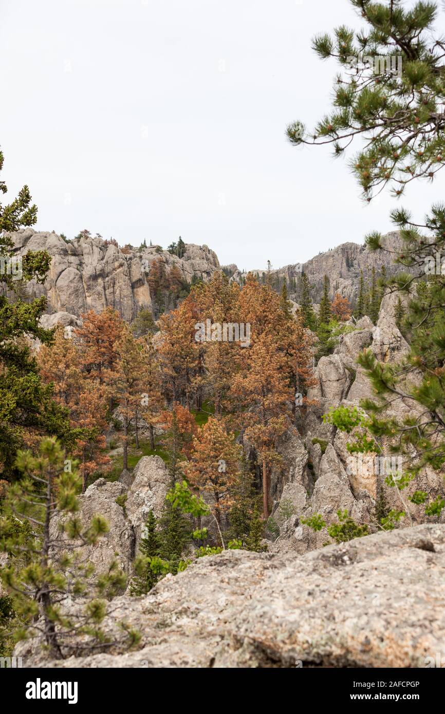 A group of pine trees that have been injured and killed by pine beetles ...