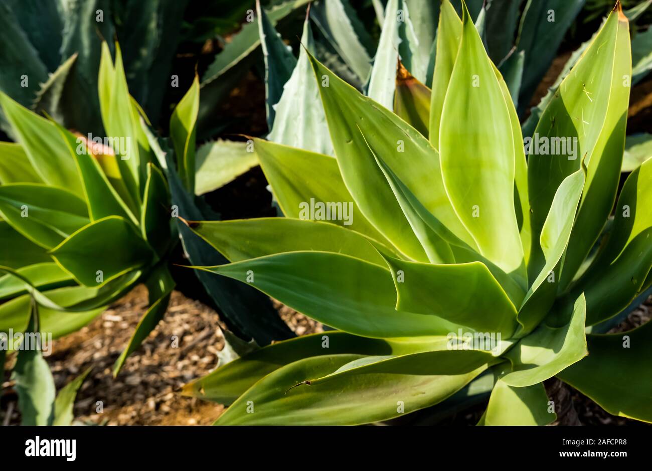 California agave background Stock Photo - Alamy