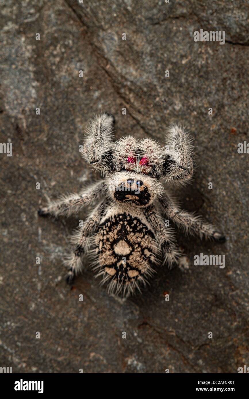 Regal Jumping Spider (Phidippus regius Stock Photo - Alamy