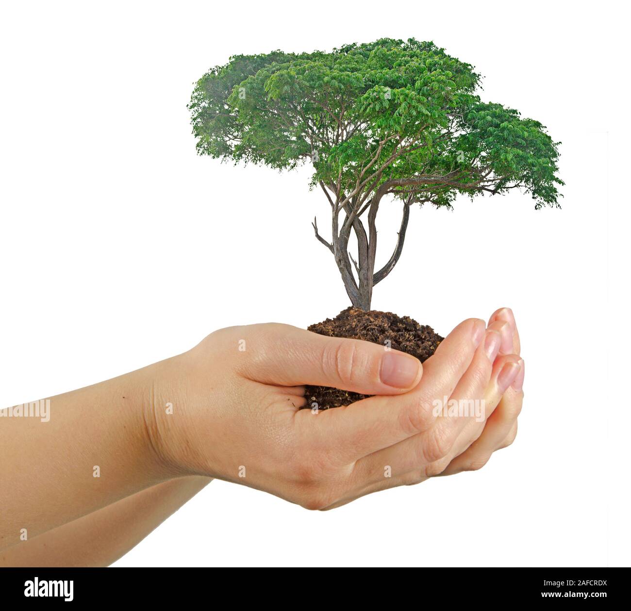 tree in hands Stock Photo - Alamy