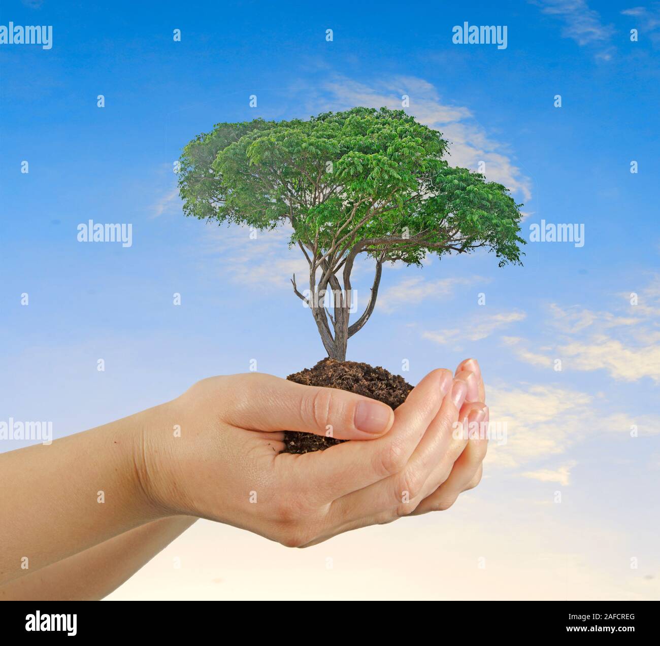 tree in hands Stock Photo - Alamy