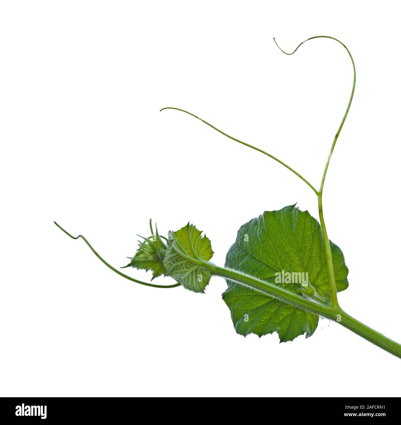 Close up of vine Stock Photo - Alamy