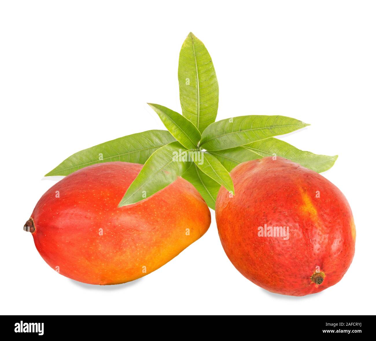 Two mangoes isolated on white background Stock Photo - Alamy