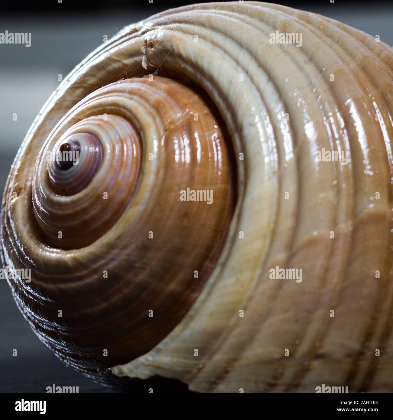 Magic snail hi-res stock photography and images - Alamy
