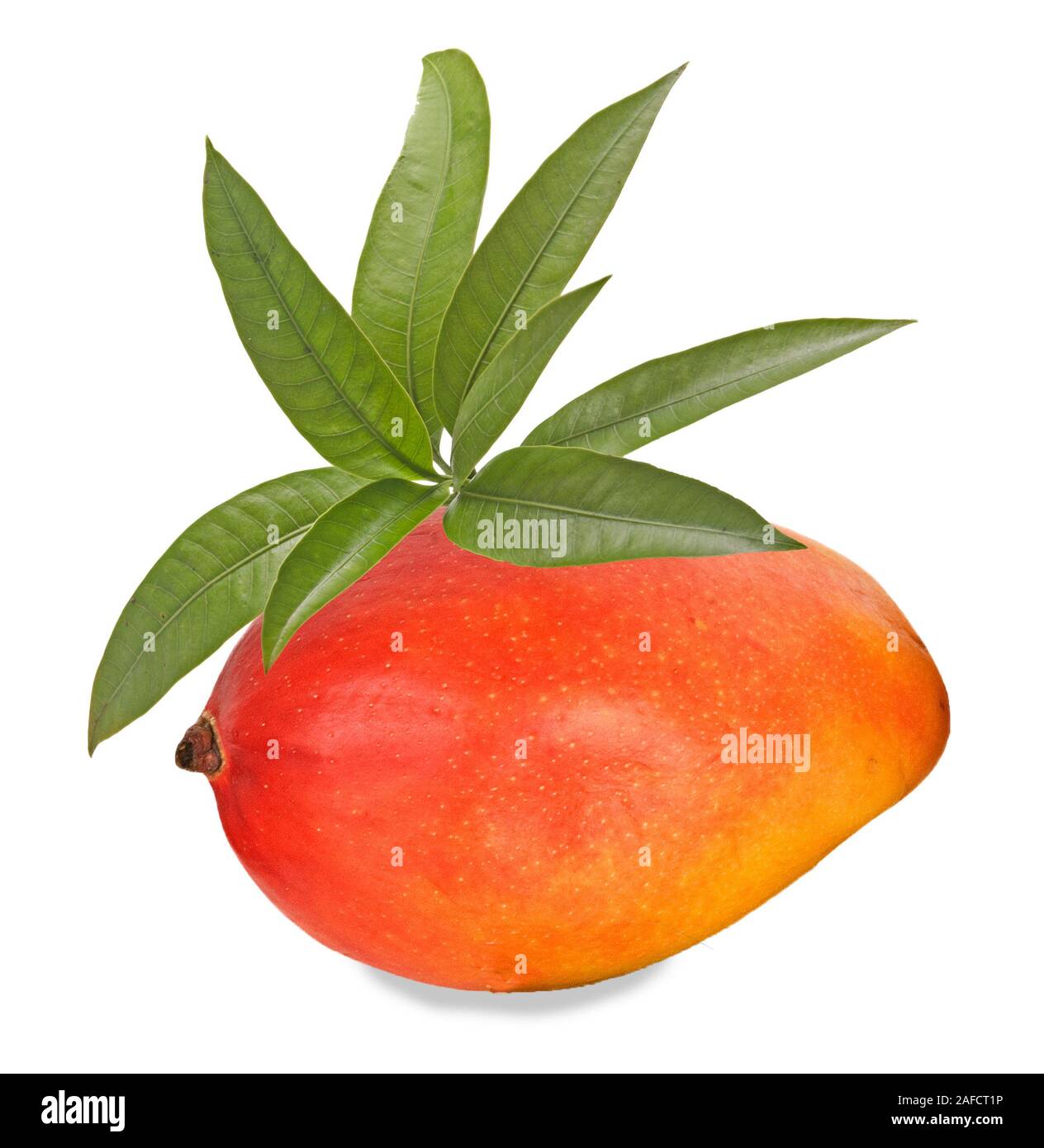 mango isolated on white background Stock Photo - Alamy